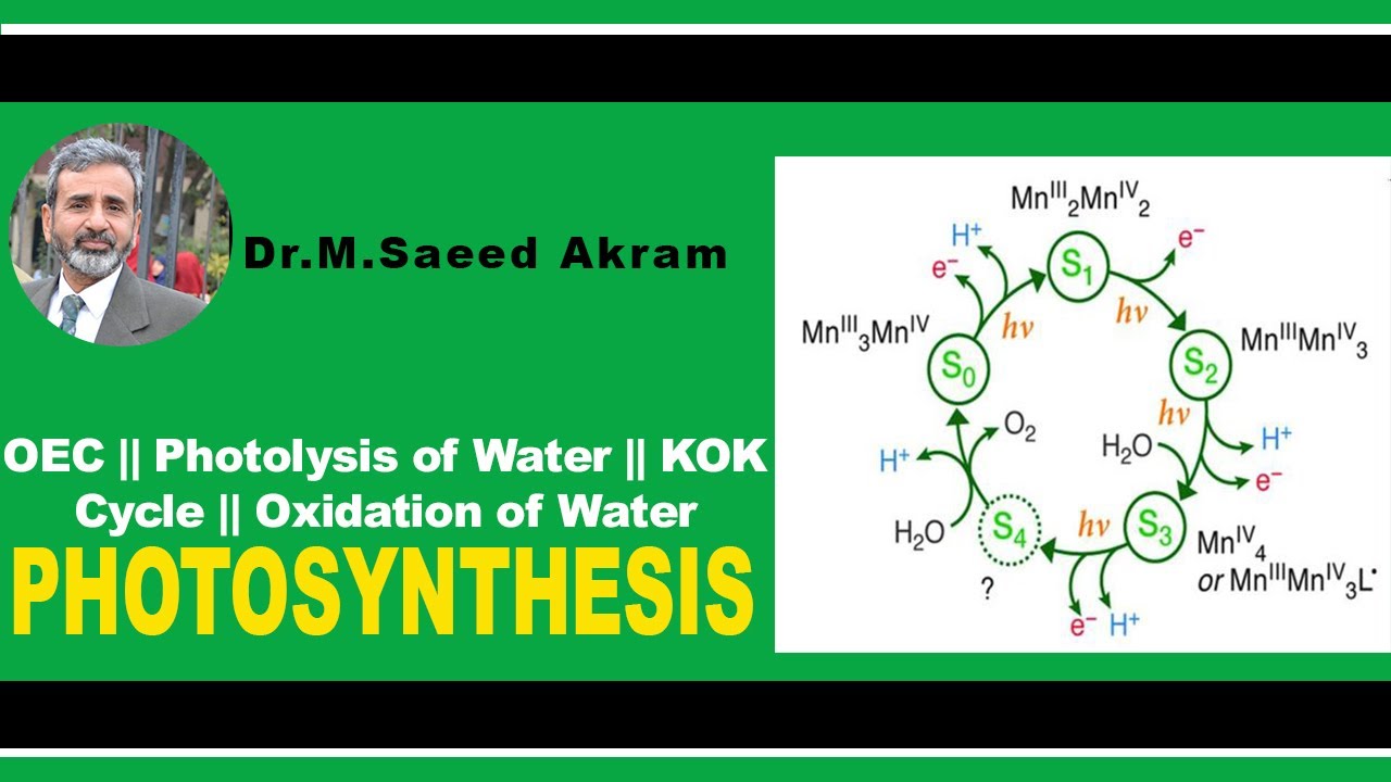 Photosynthesis - 6 || OEC || Photolysis of Water || KOK cycle ...