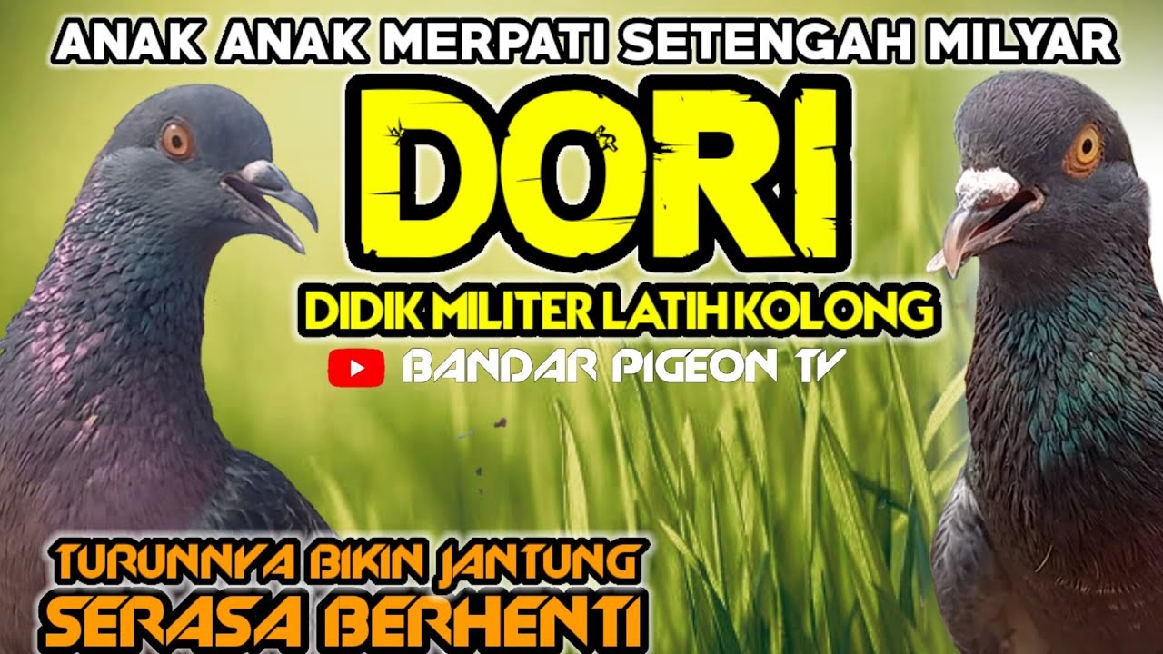 ANAK ANAK DORI MERPATI 1/2 MILYAR//MERPATI KOLONG//MERPATI KOLONG MANIA ...