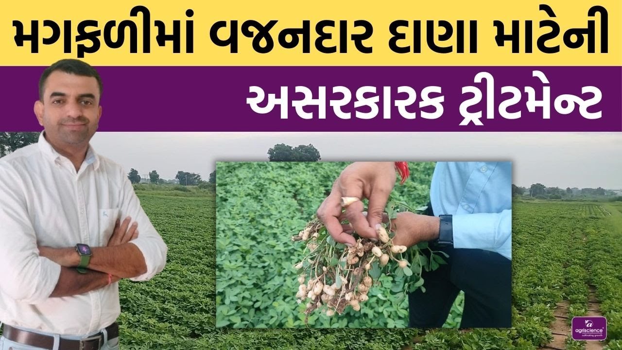 મગફળીમાં વજનદાર દાણા માટેની ટ્રીટમેન્ટ | Magfadi | Groundnut ...