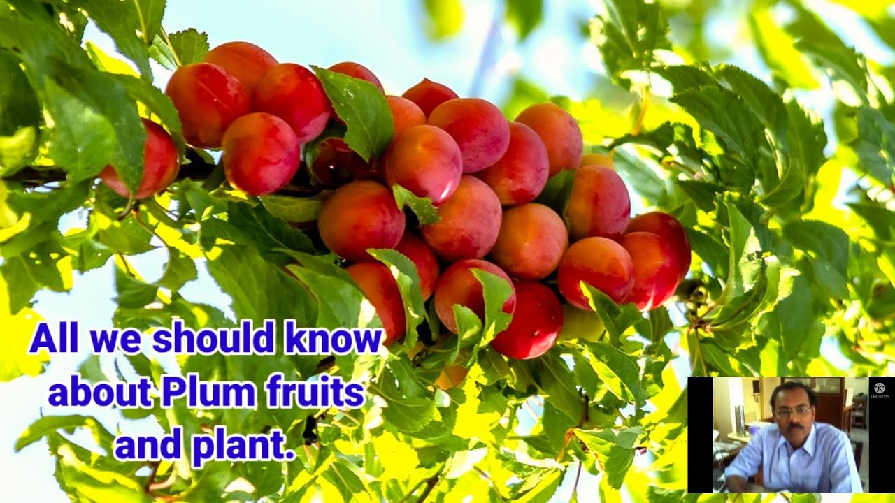 All we should know about Plum fruits and its growing method. - YouTube