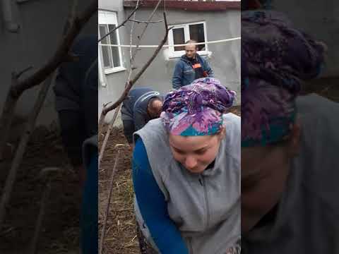 Bacanakgiller  de  tavuk  kesme ... horoz saldırısı...