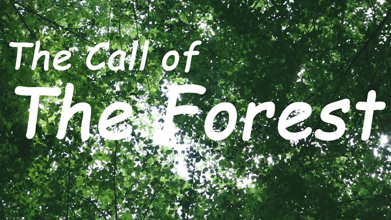 The call of the Forest - stock footage - @ Germany - YouTube