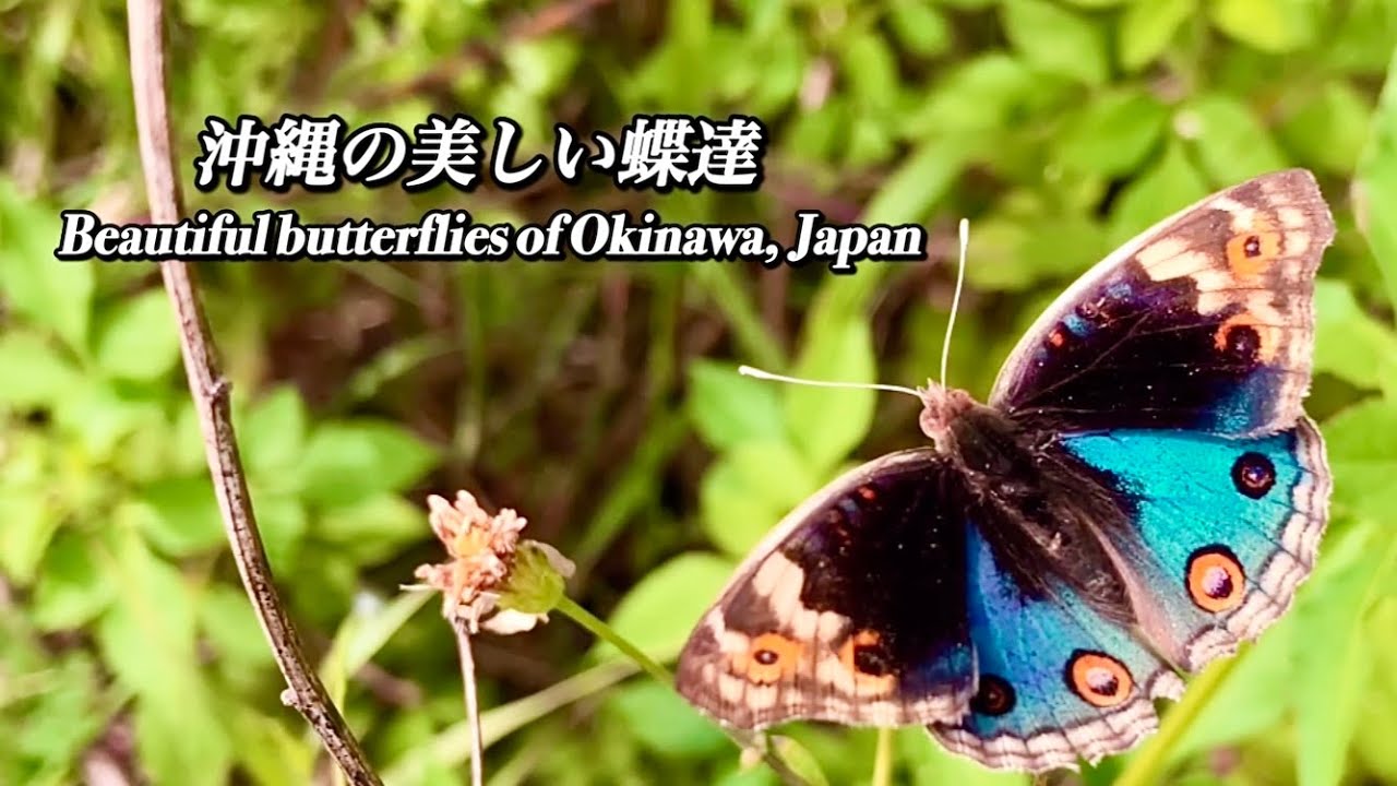 Beautiful butterflies of Okinawa, Japan「沖縄の美しい蝶達」 勝手にPV insects ...