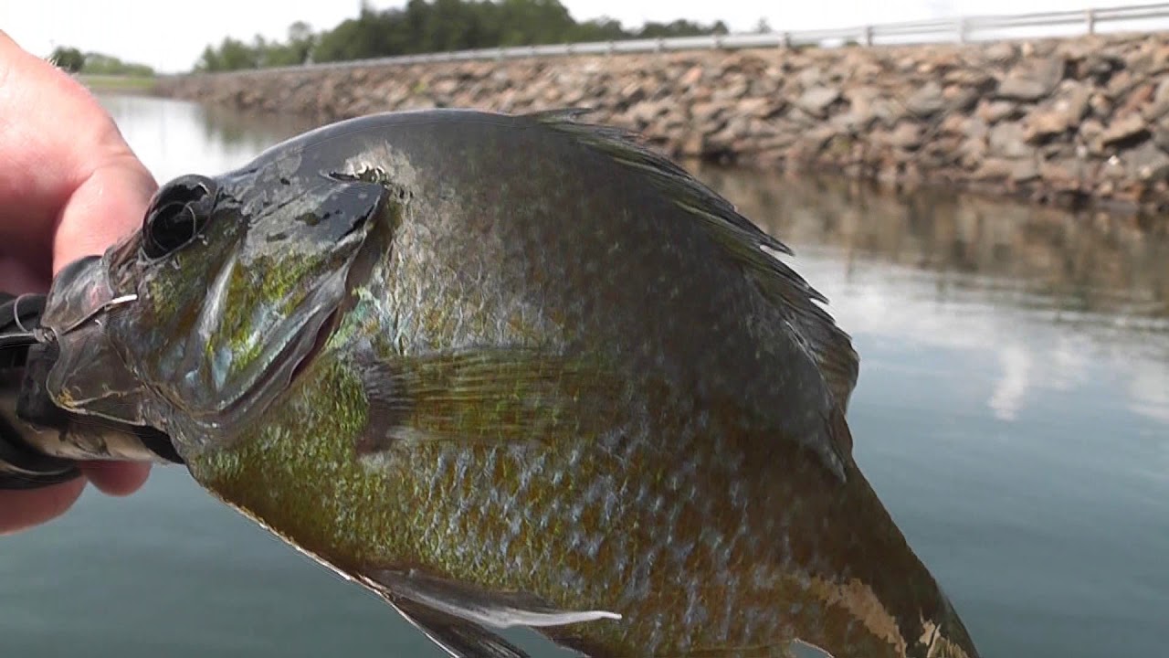 "5 Pound Bluegill" Lake Julain Asheville, NC 7-26-19 - YouTube
