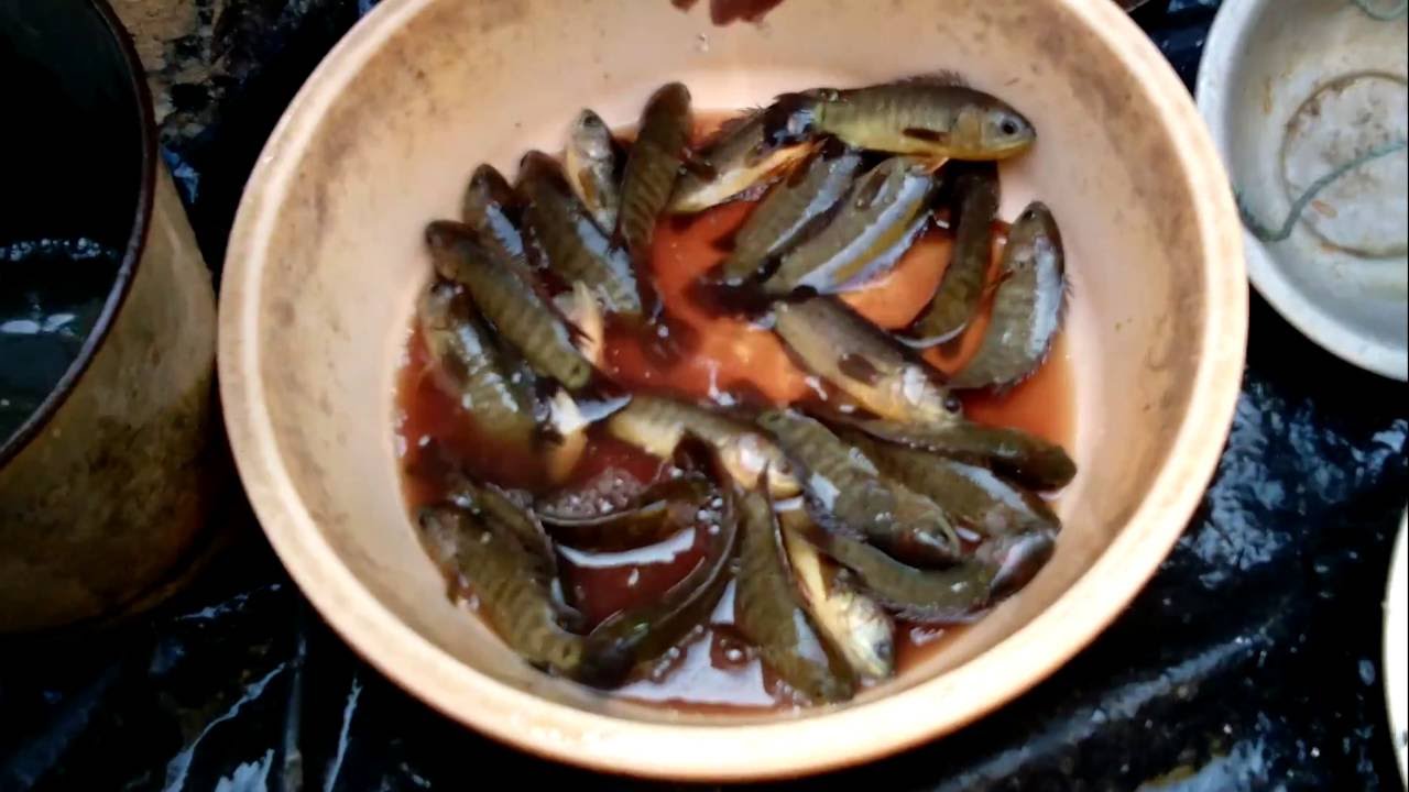 Koi Fish in the market of Odisha,India - YouTube