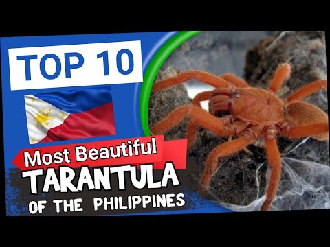 10 MOST Beautiful Tarantula of the Philippines