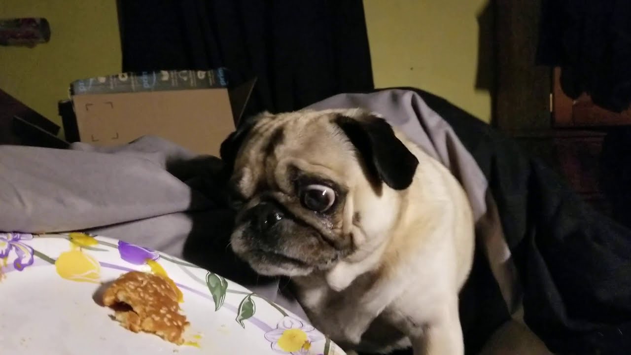Pug Eating a Hamburger Bun - YouTube