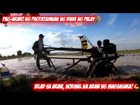 BUHAY BUKID - PAG-A-ARARO AT PAGPALETA/PAGBASAG NG PUTIK (DAY 97 ...