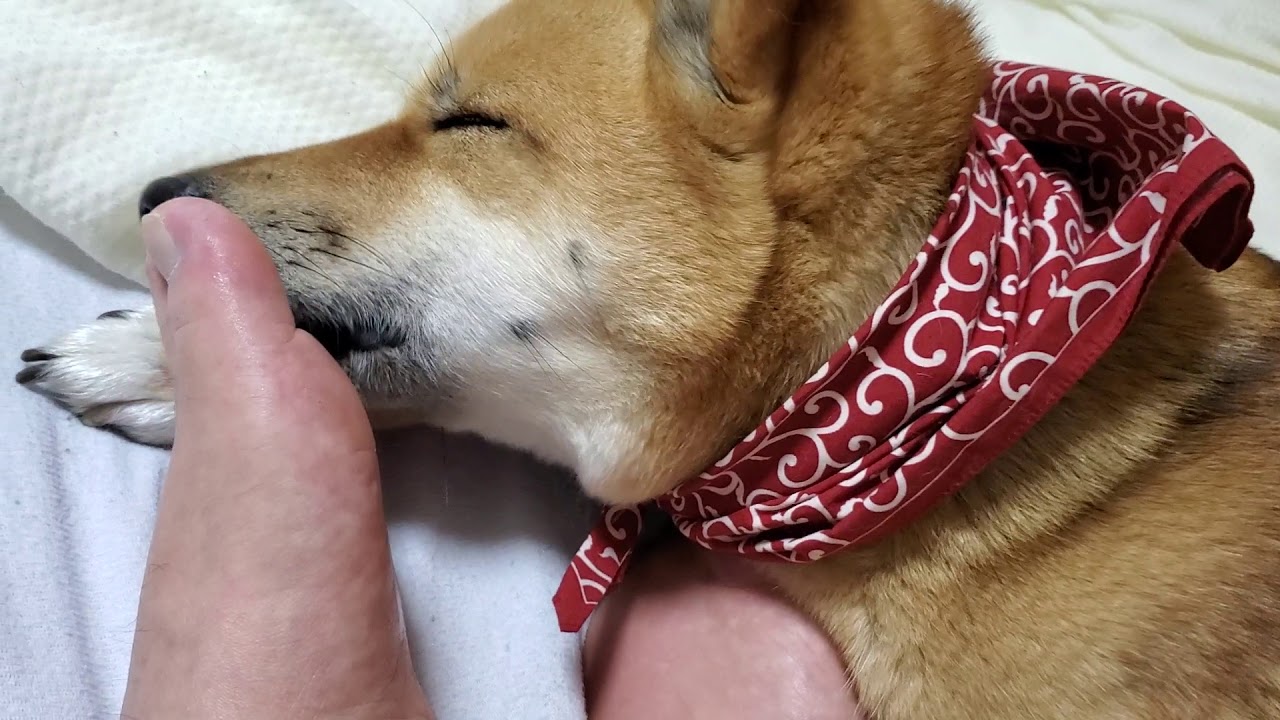@NoguriTV Pet dog Noguri today licking feet 愛犬ノグリ今日の足舐め！ 애견 노구리 오늘의 발 ...