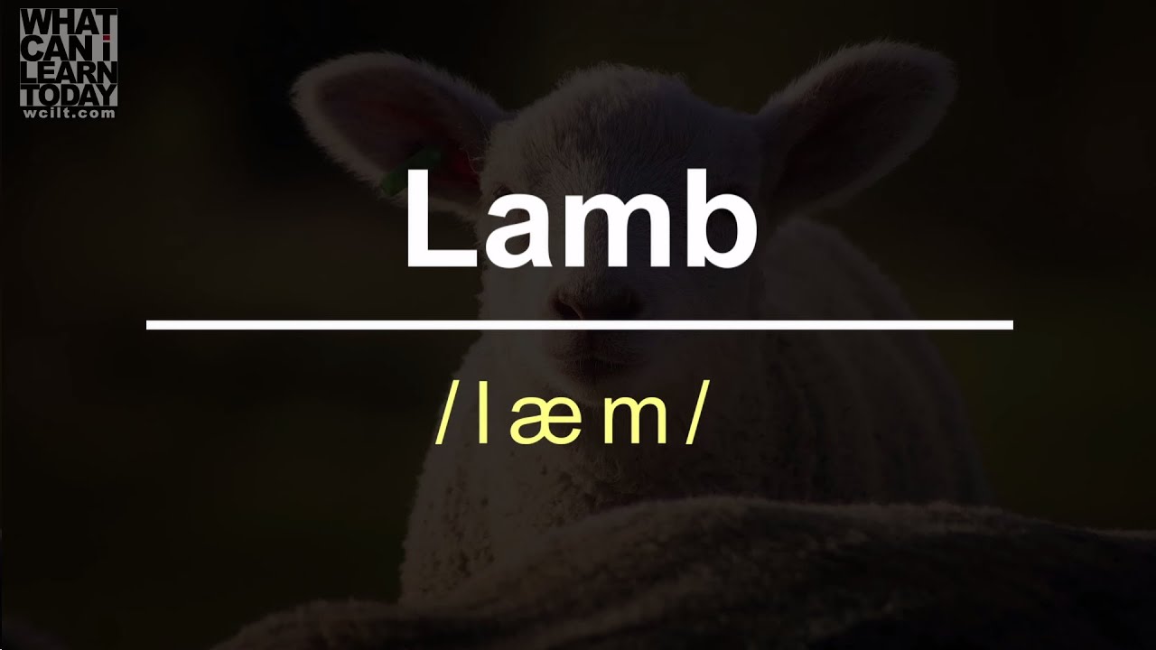 How to pronounce the word "Lamb" - YouTube