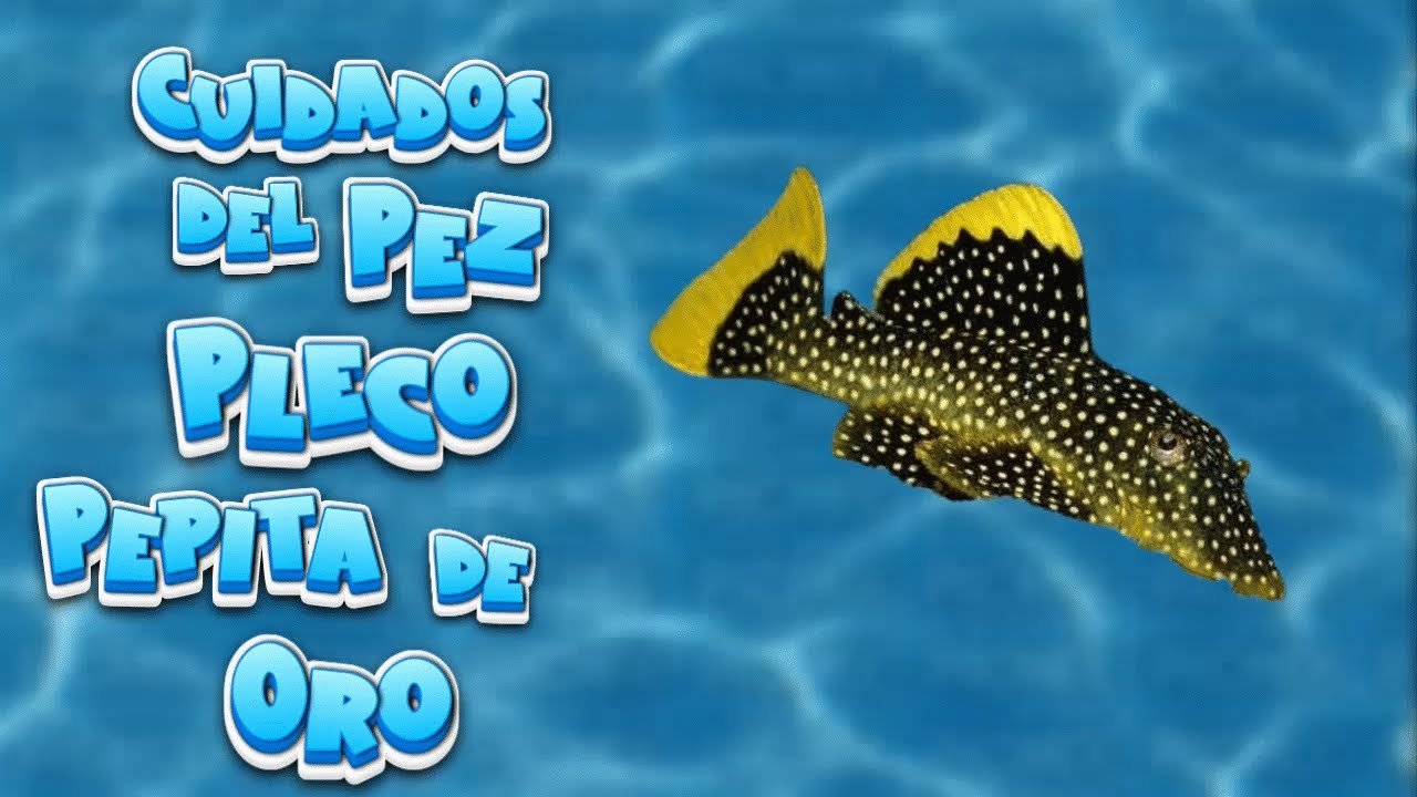 🐟 COMO CUIDAR y Características del Pez PLECO PEPITA de ORO 🐠🌿 #peces # ...