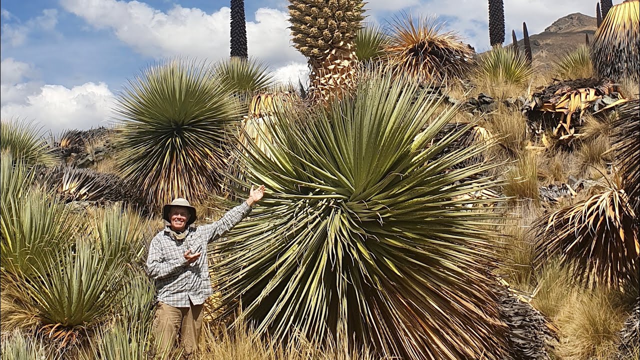 Blooming Puya raimondii in the High Andes of Peru - YouTube