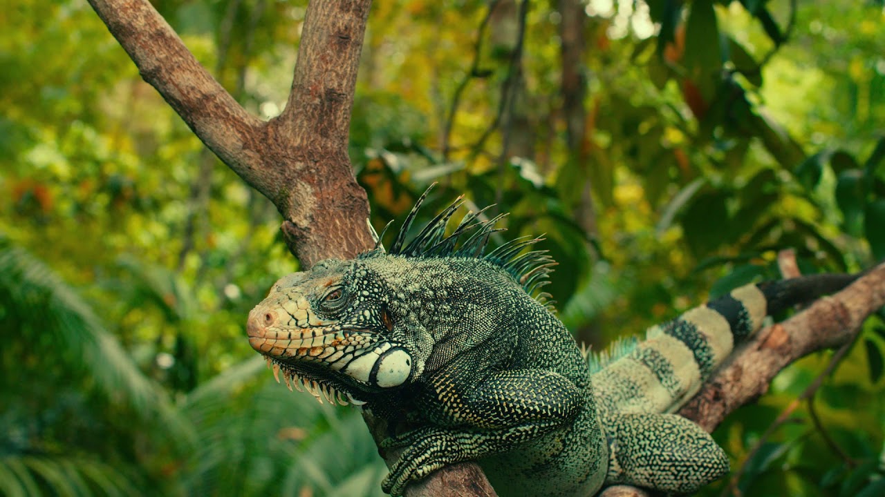 Amazon Adventure - Bristol IMAX Omnitheater - YouTube