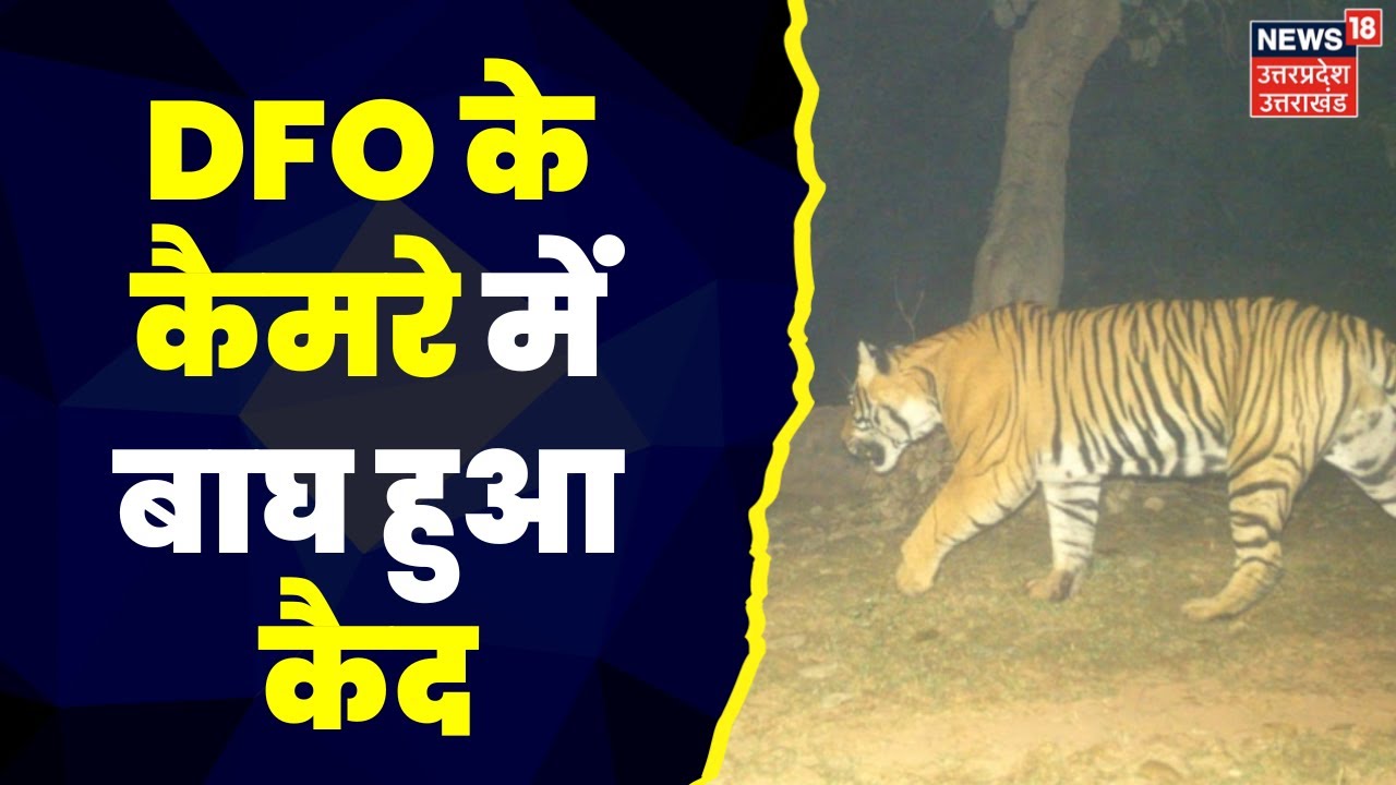 Tiger In Almora: अल्मोड़ा के बिनसर तक पहुंचा बाघ, DFO के कैमरे में हुआ ...