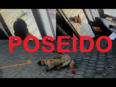 PARANORMAL PERRO POSEÍDO ? / Saquen sus propias conclusiones - YouTube