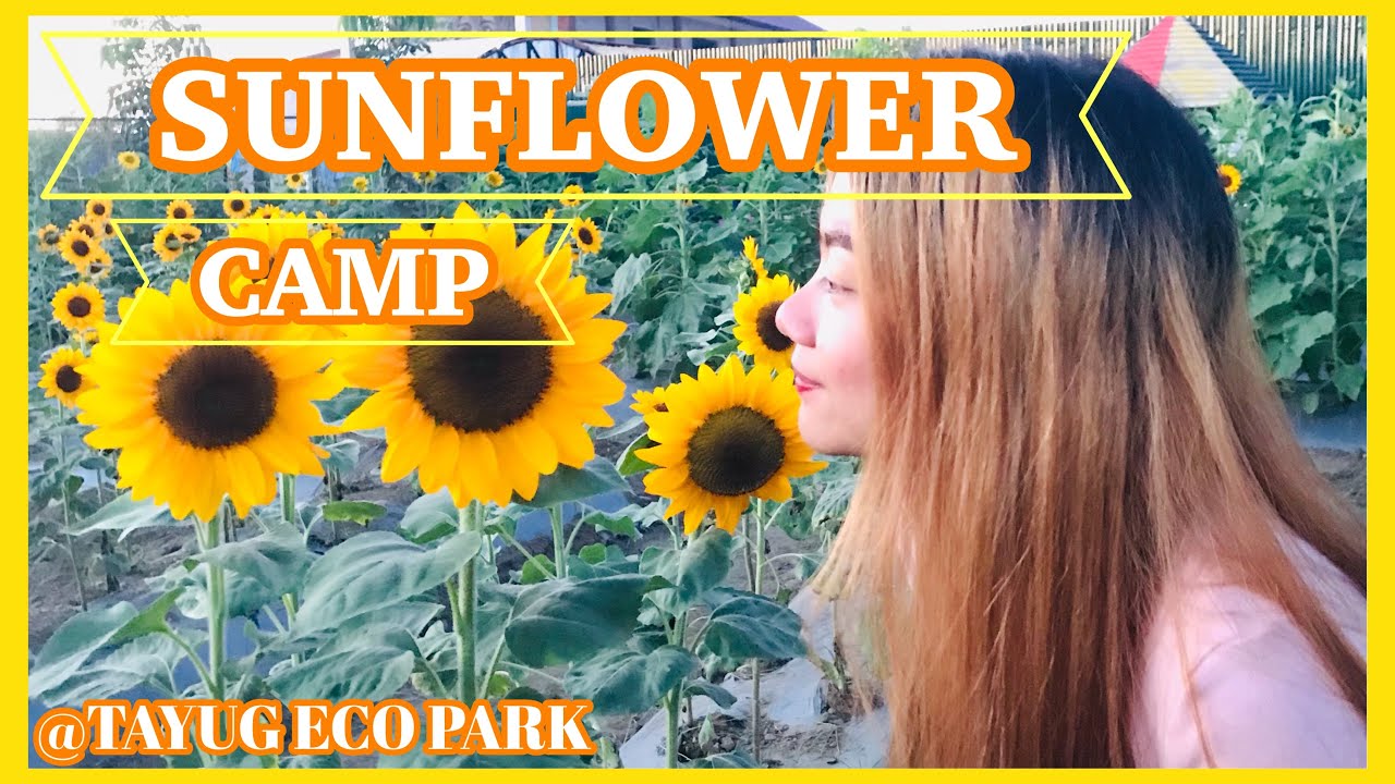 Sunflower CAMP At TAYUG ECO PARK🌻 | Jennie Macaraeg 1 - YouTube