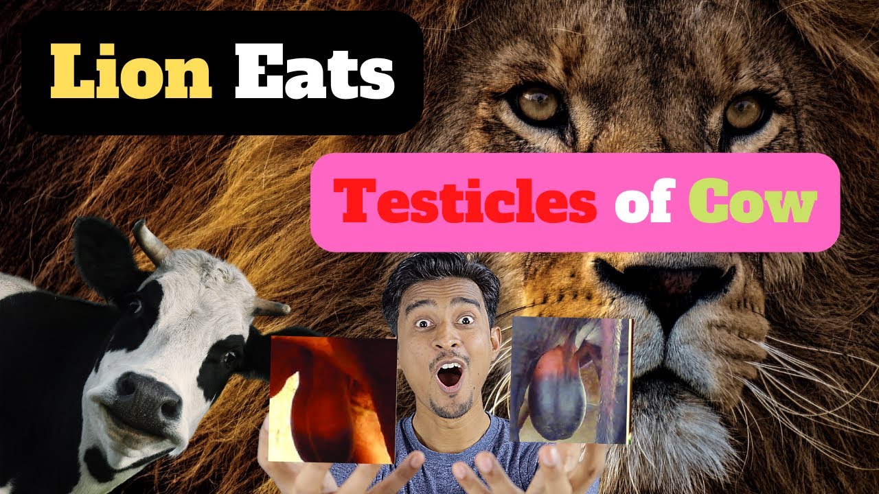 OMG 😮 LION Eats Testicles Of Cow | 2022 - YouTube