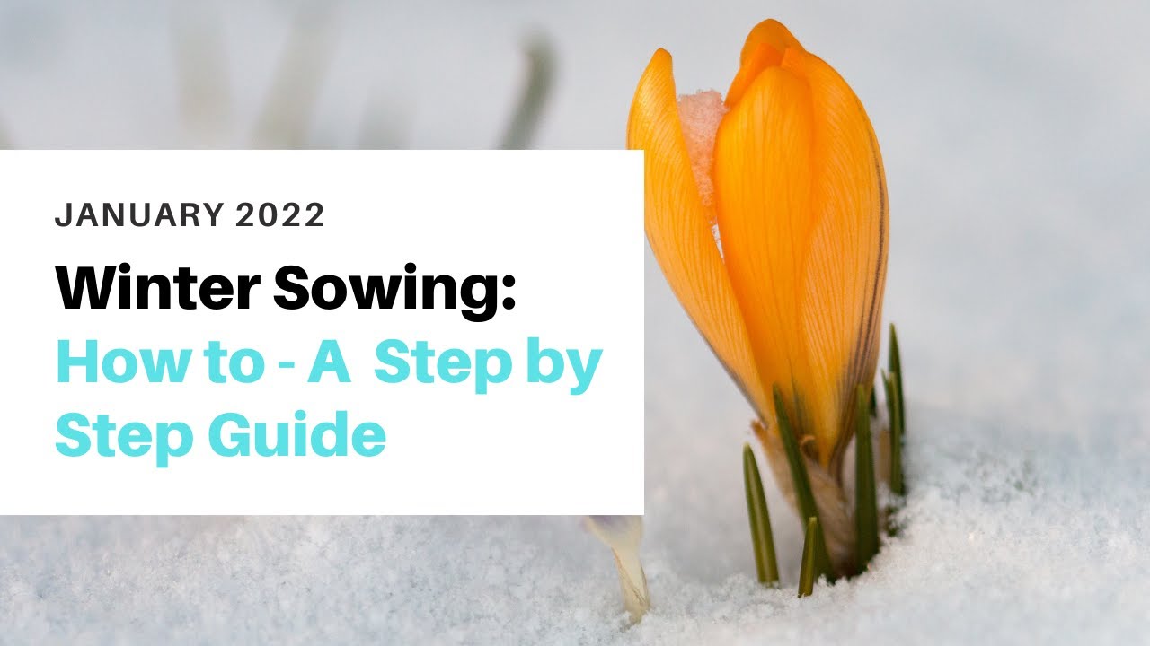 Winter Sowing //A step by step guide to sowing your seeds in the winter ...