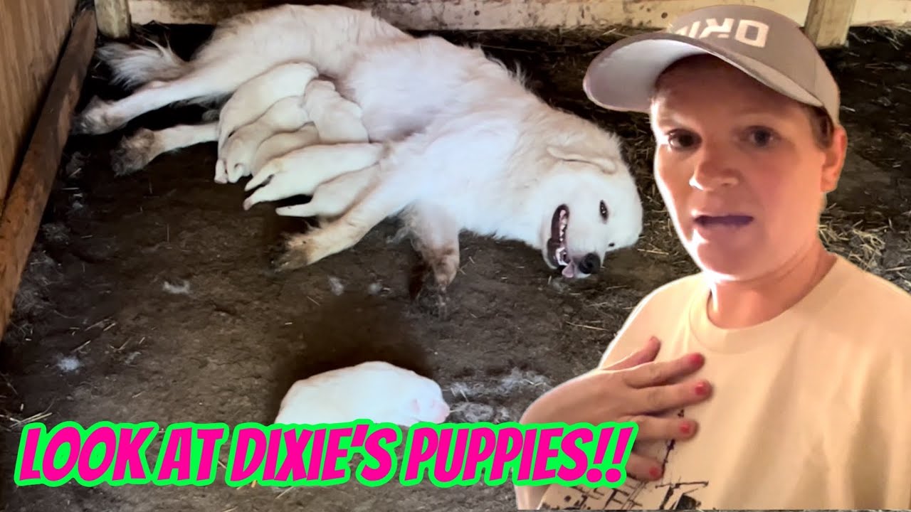 First Day Back On The Farm, From The 2023 Okie Homestead Expo. - YouTube