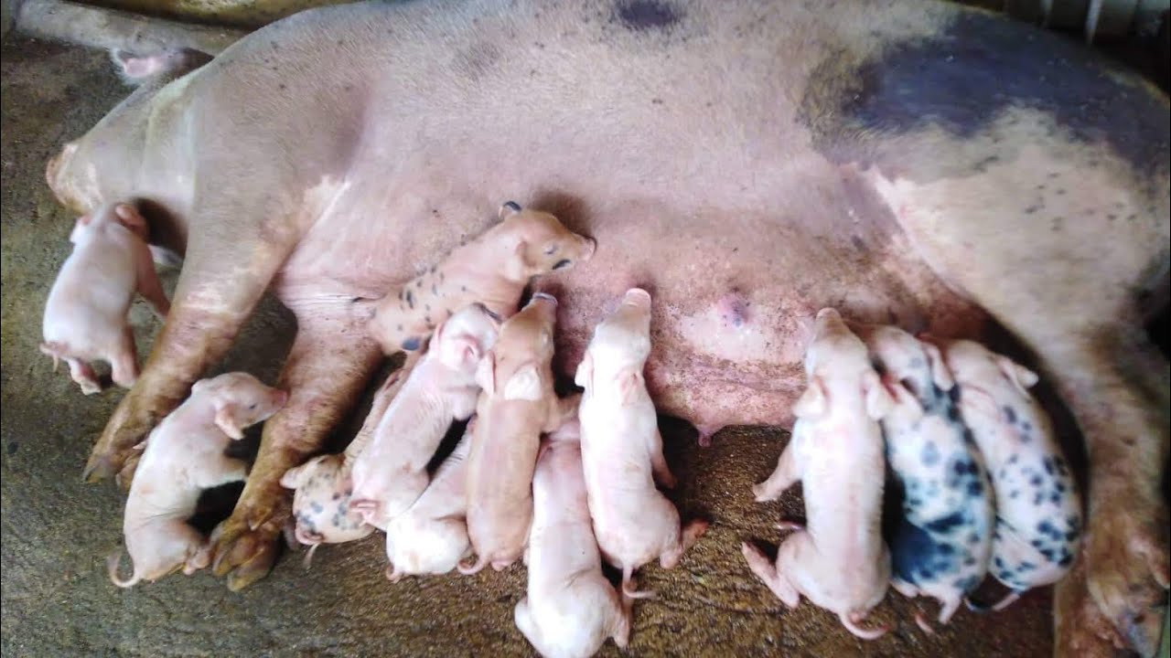 Great Mother Pig Gives Birth To 15 Piglets || FarmLife Piggery Update ...