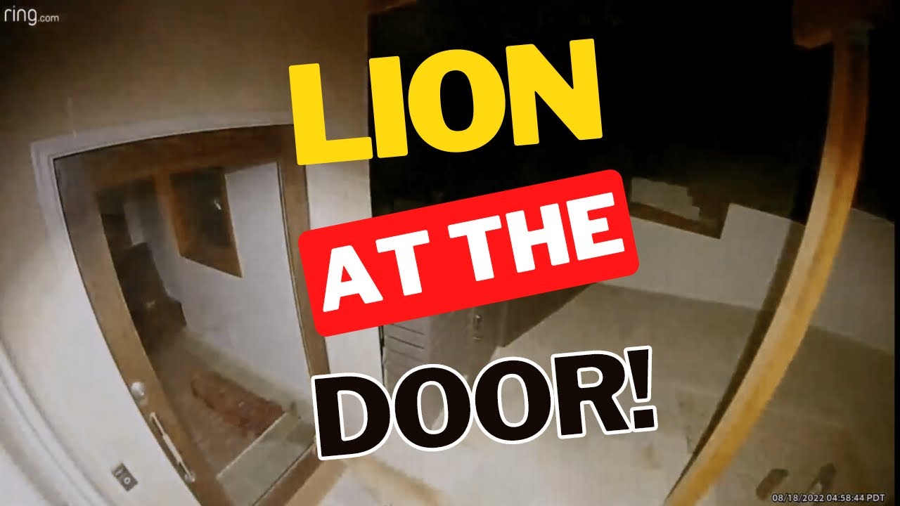 Mountain Lion at the Door! | Wildlife House - YouTube