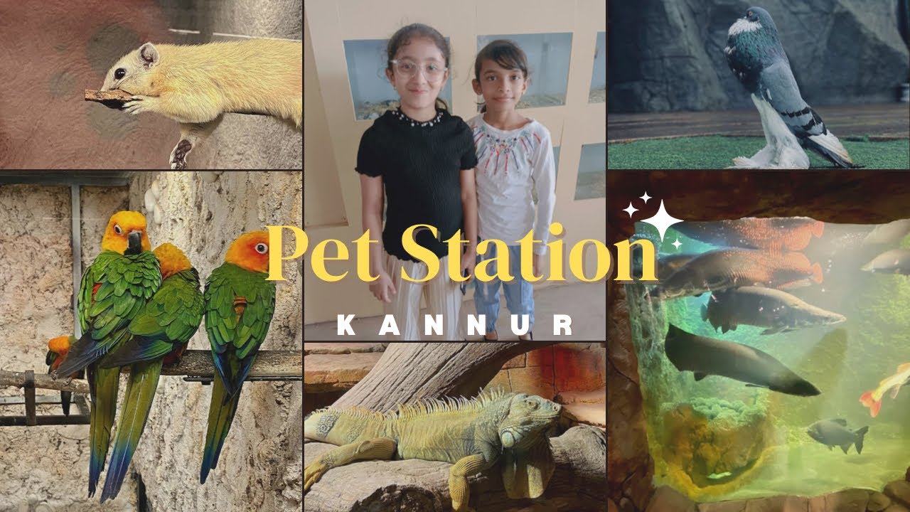 The Ultimate Pet Destination! Mattool Pet Station Has Everything Your ...