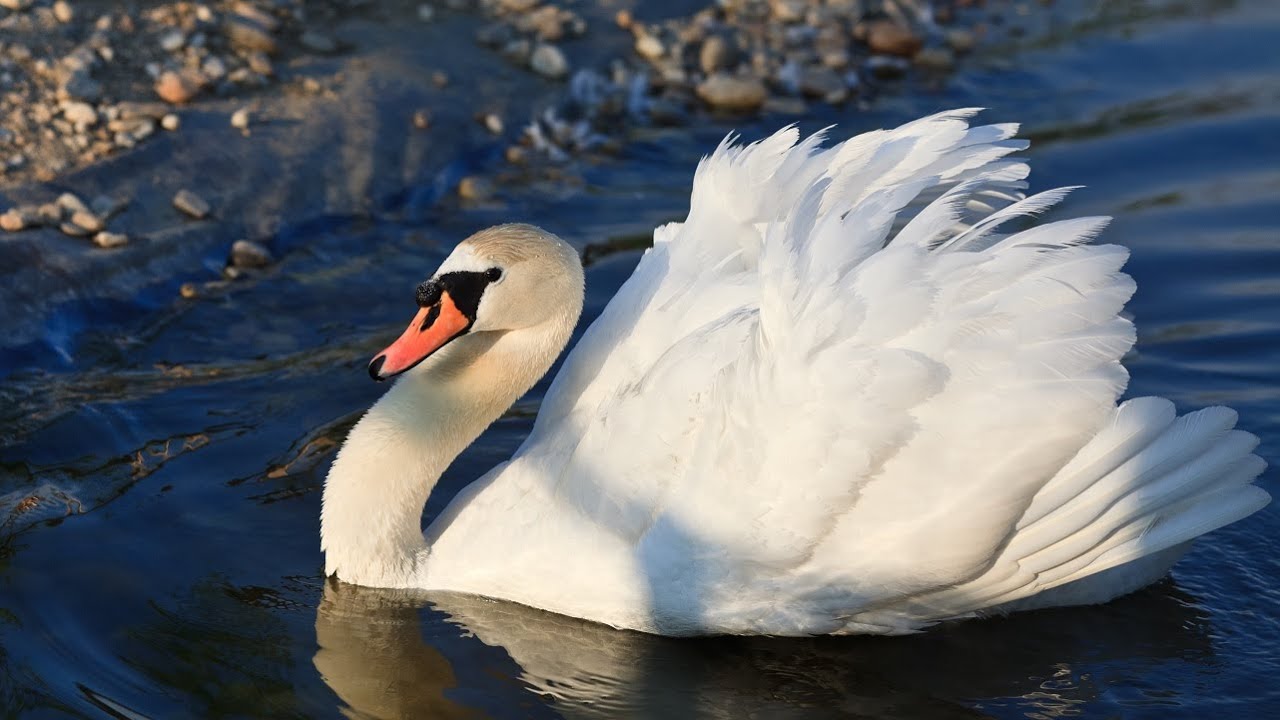 10 Fun Facts About Swans That Will Blow Your Mind - YouTube
