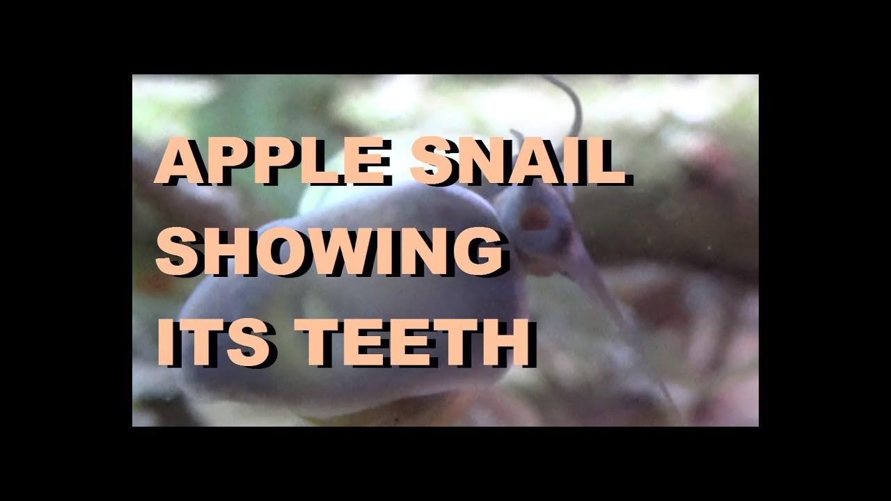 Blue Mystery Apple Snail SHOWING ITS TEETH - YouTube