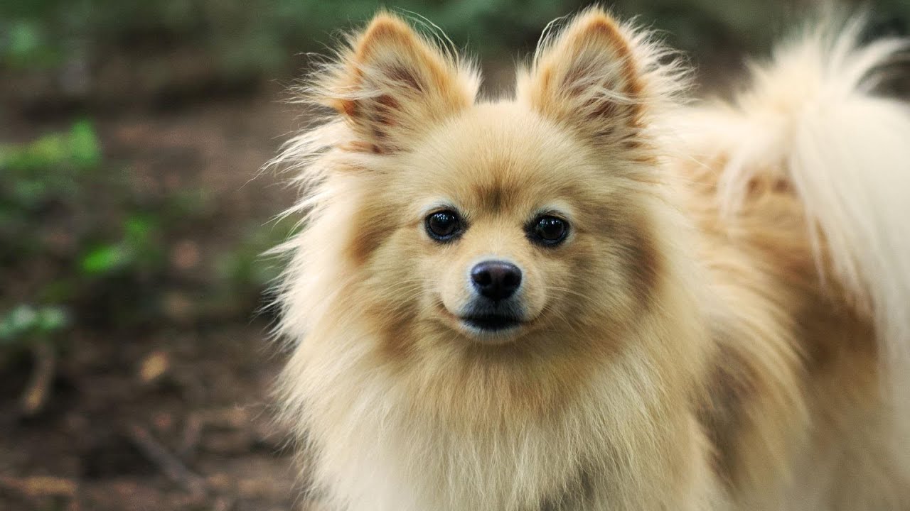 Psy miniaturki – poznaj miniaturowe i małe rasy psów! Wybierz ...