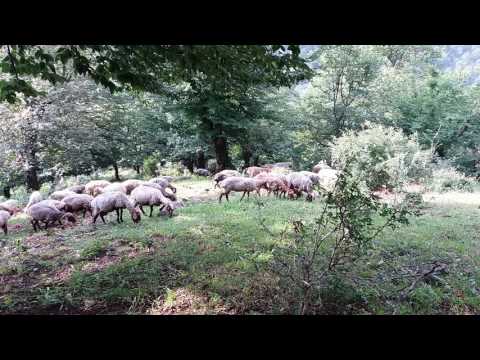 Gedebey 2016 Cicekli kendi subh tezden