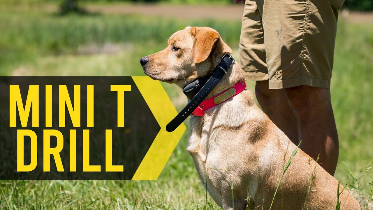 Mini T Drill Update - Gun Dog Training - YouTube