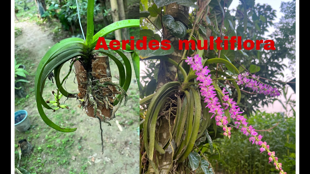 How to mount Aerides multiflora - YouTube