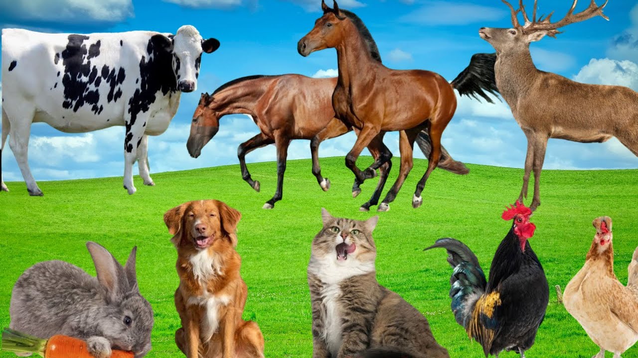 Farm & Forest Animal Sounds: Cow, Horse, Deer, Dog, Cat, Rabbit, Hen ...