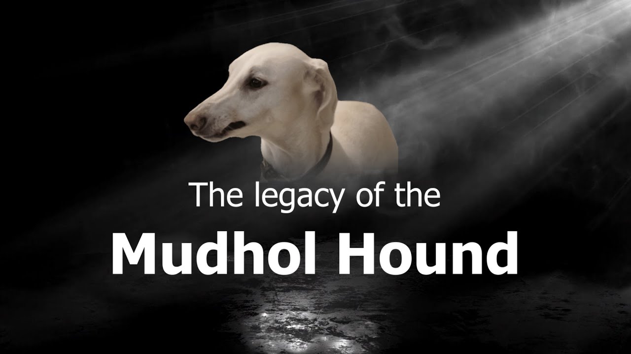 The legacy of the Mudhol Hound - The Canine Pride of Karnataka ...