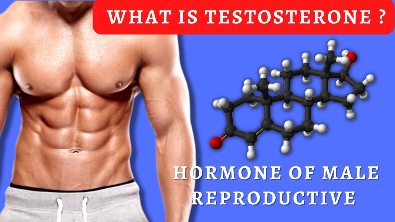 What is testosterone|| How to improve testosterone - YouTube