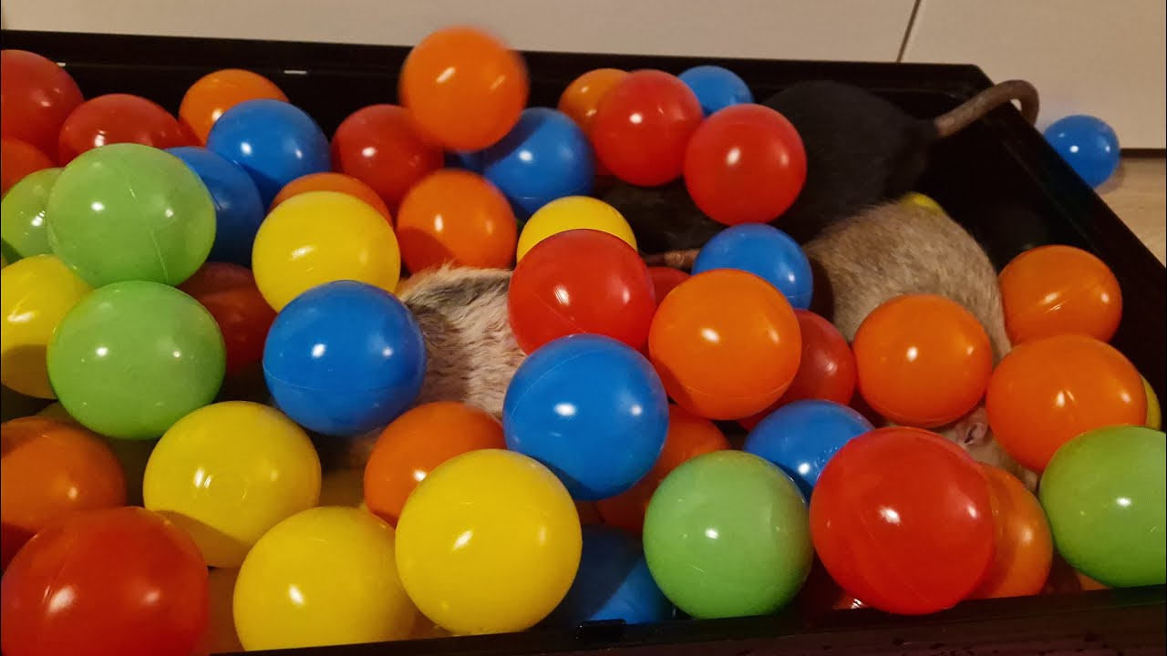 Rats playing in a dry pool - YouTube