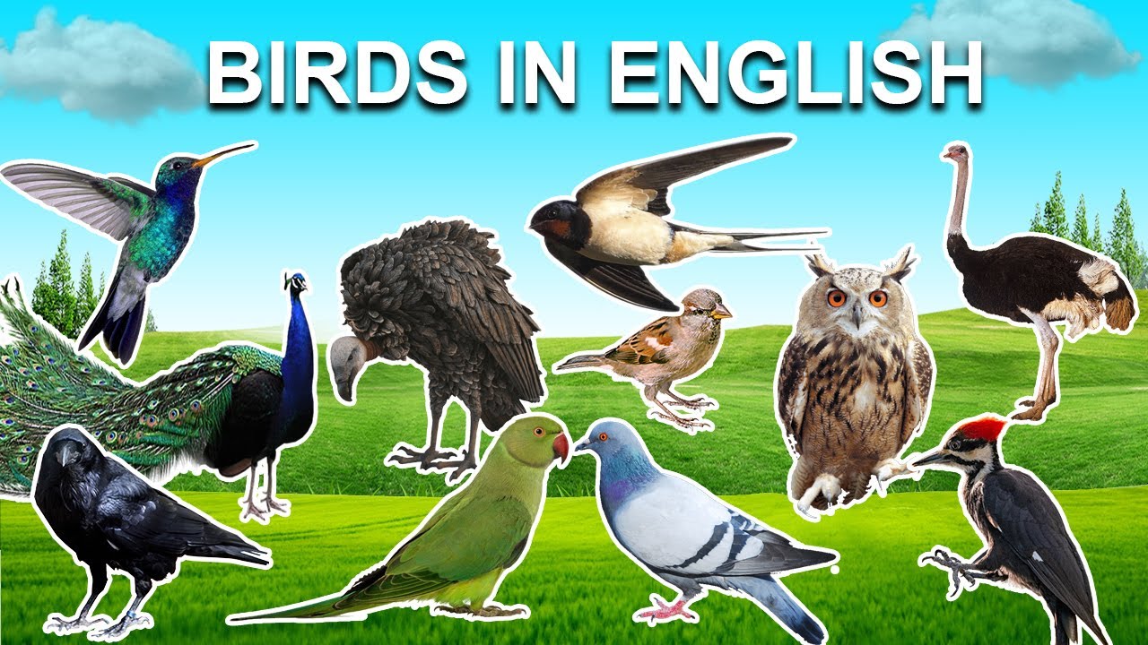 LEARN NAME AND SOUND OF BIRD IN ENGLISH FOR KIDS : PIGEON, PARROT ...