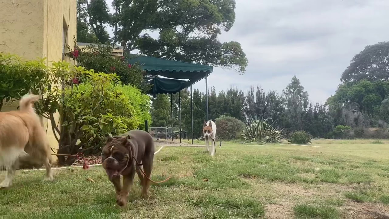 Sun fun with Grant Noble and The Noble Dogs - YouTube