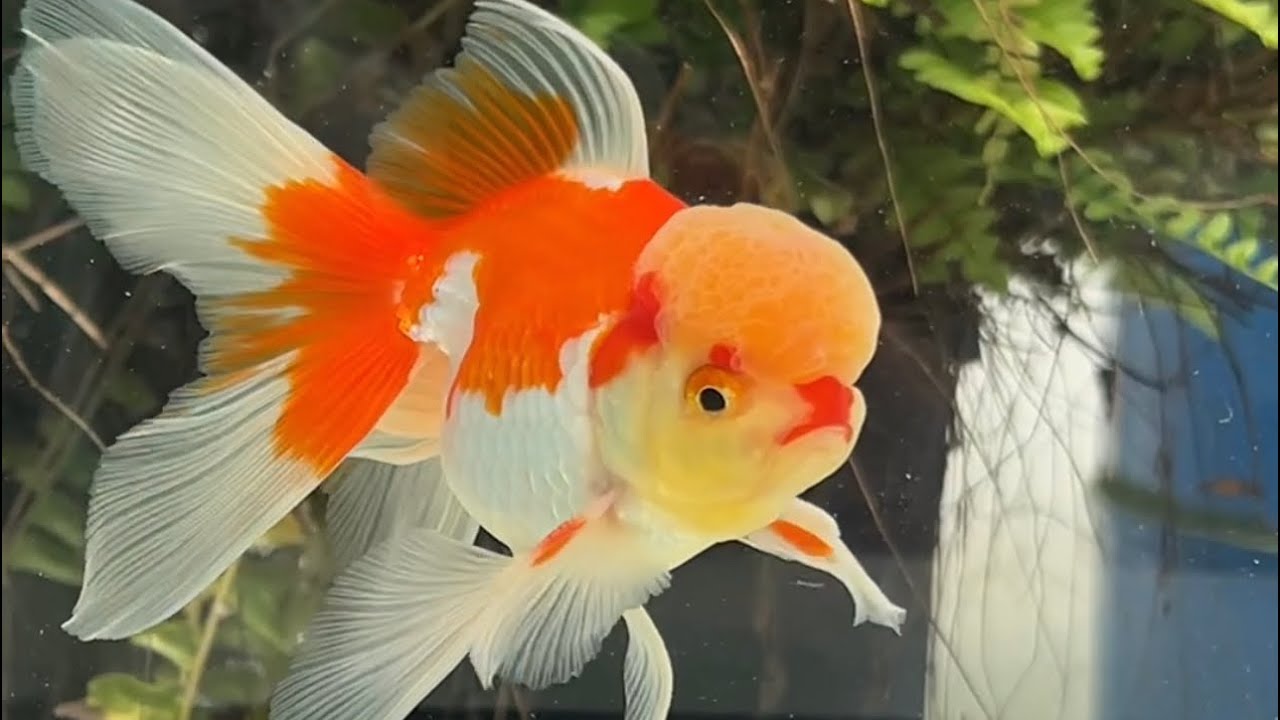 Cute Zhao’s Jade Seal Rosetail Oranda with a Rudolph red nose - YouTube