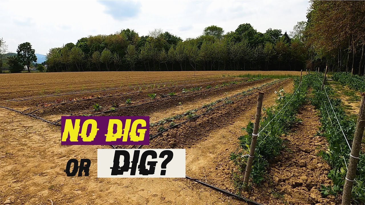NO DIG or DIG #1| Questo è il FUTURO!! - YouTube