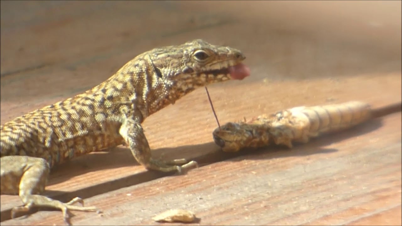 Lizard Horror Lunch - YouTube