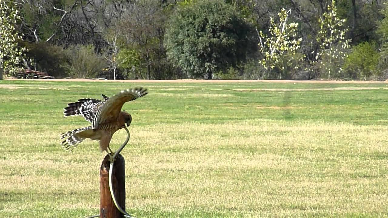 Hawk vs Snake - YouTube