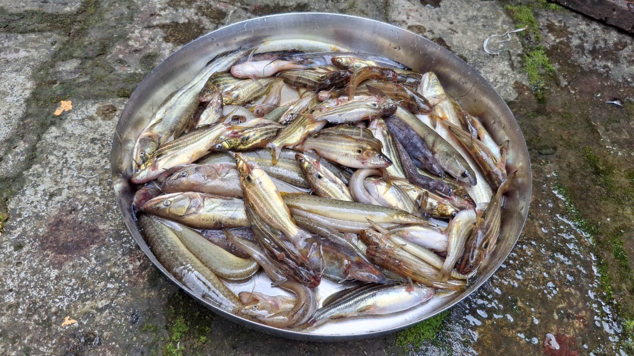 COOKING DESI Tengra fish curry in village traditional style # ...
