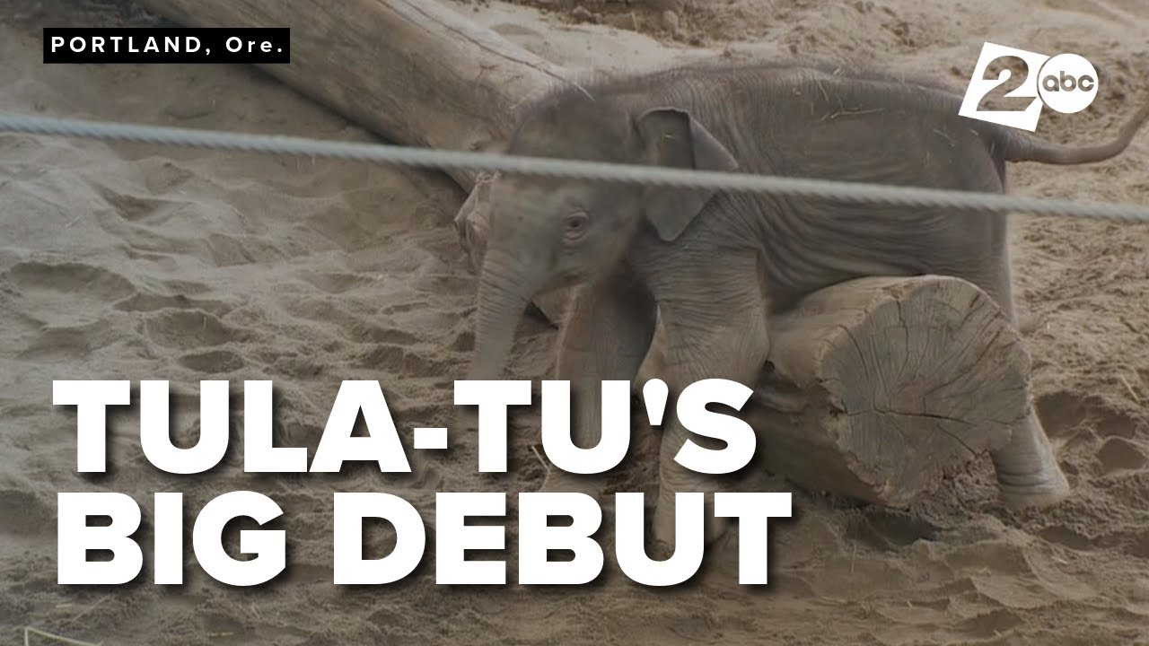 Elephant calf Tula-Tu makes her debut at Oregon Zoo - YouTube