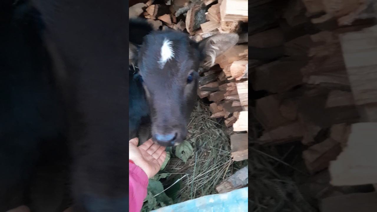 cute bacha and bachee #calf - YouTube