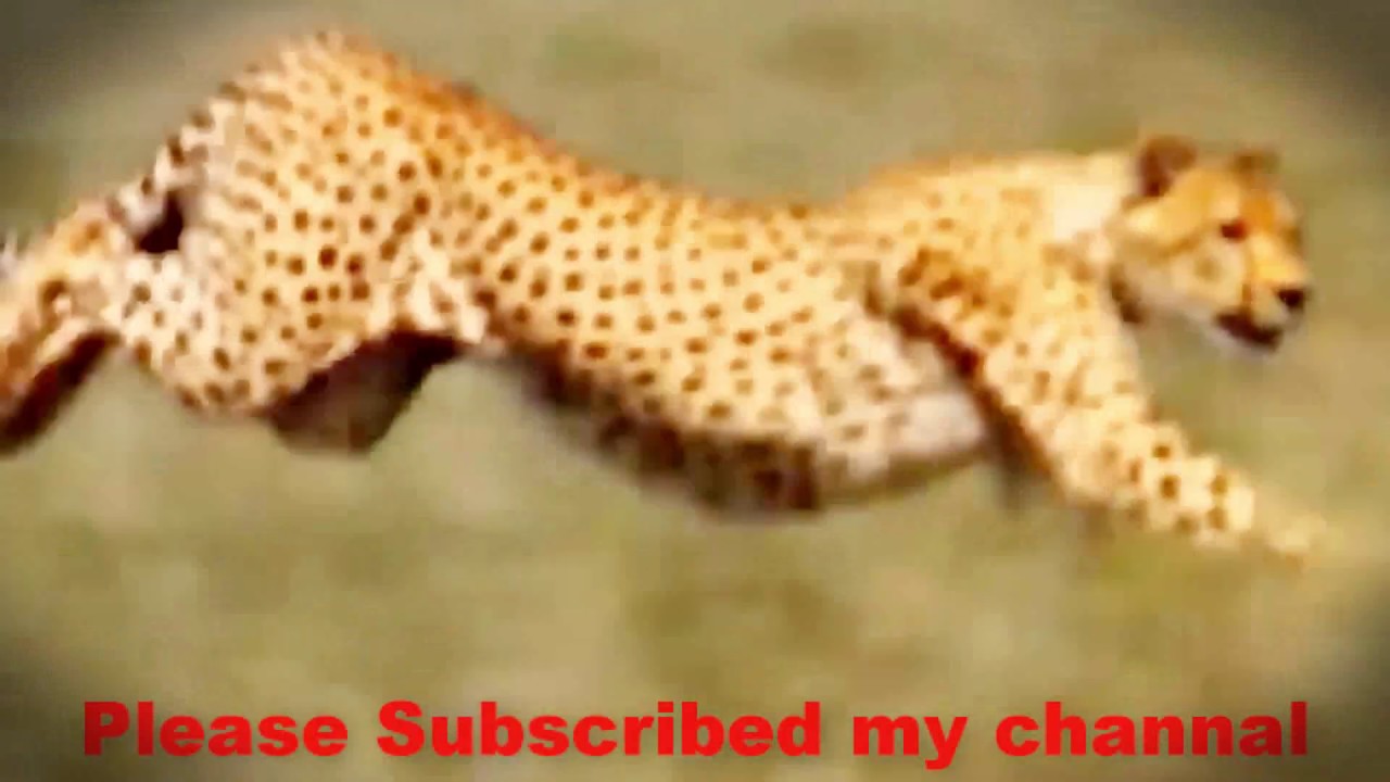 How does cheetah tiger vs deer hunt animals - YouTube