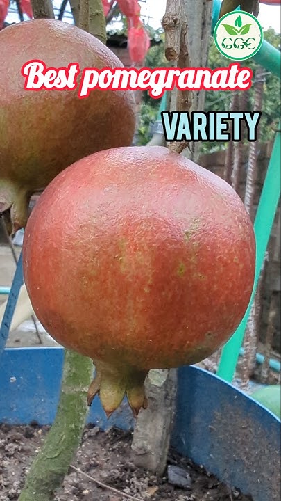 ছাদ বাগানের সেরা জাত এটিই 👌👌#rooftopgarden #gardening#fruit #garden#pomegranate#viralshorts ...