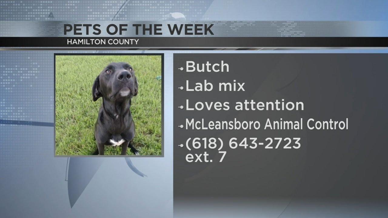 Pets of the Week - YouTube