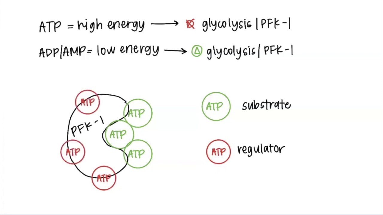 PFK-1 Regulation -- BCH 100 - YouTube