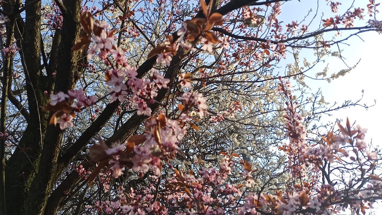 Spring is Here! || First Spring in Poland || Afternoon Walk - YouTube